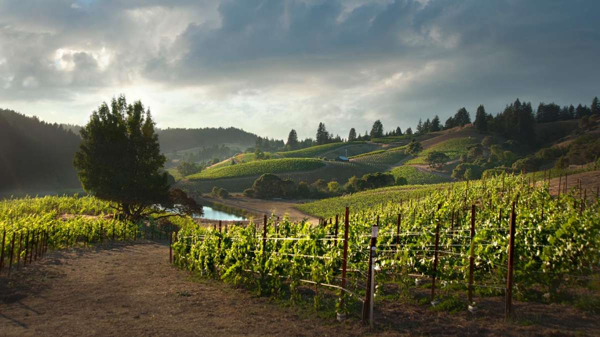 Upcoming Releases | Rhys