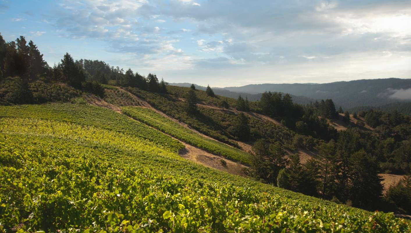 Rhys | Rhys Vineyards